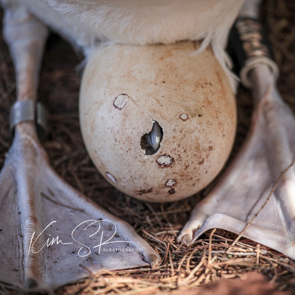 Live! Albatross Chicks on Camera!